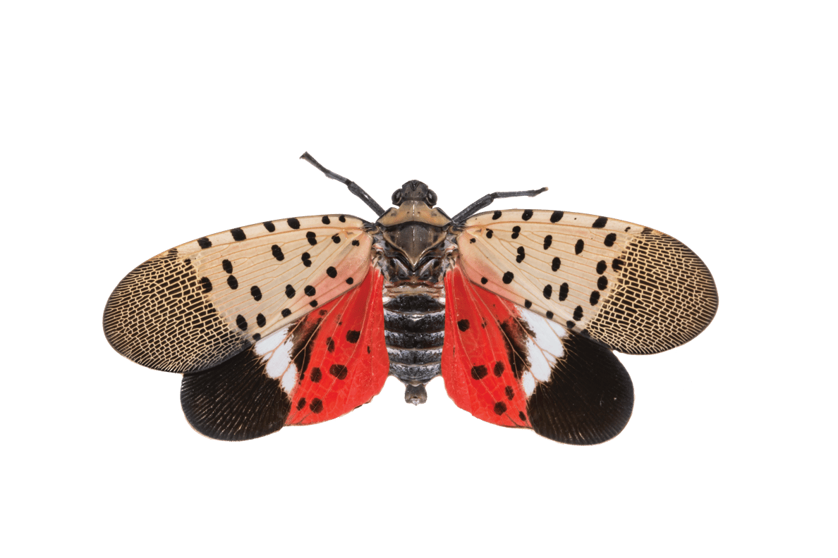 Spotted Lantern Fly: Guide For Landscapers Spotted Lantern Fly: Guide For Landscapers